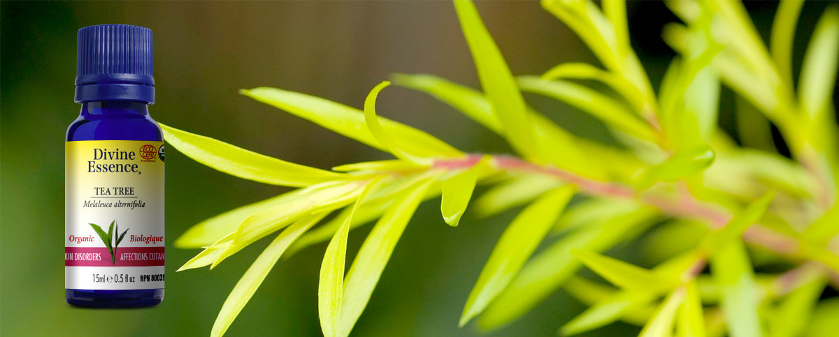 Do you know the amazing Tea Tree essential oil? – Divine Essence