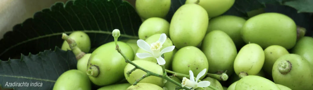 The incredible Neem beauty oil – Divine Essence