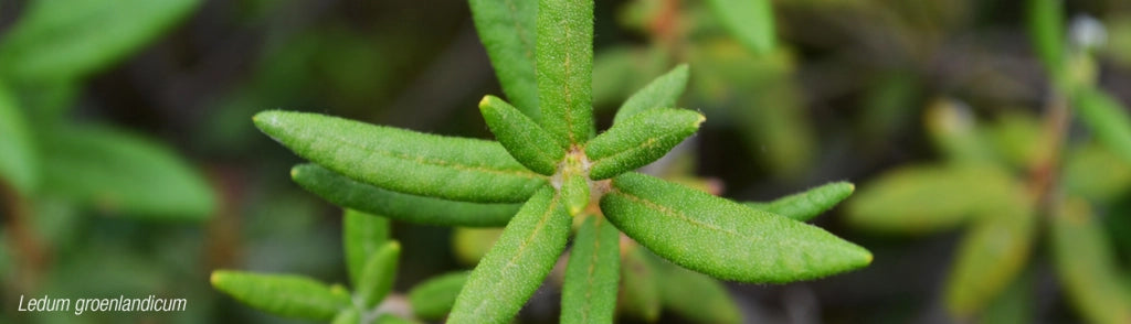 Discover the anti-aging and anti-oxydant effects of Labrador Tea flora ...